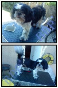 Tatayé-avant-après-toilettage « BDP' Toilettage